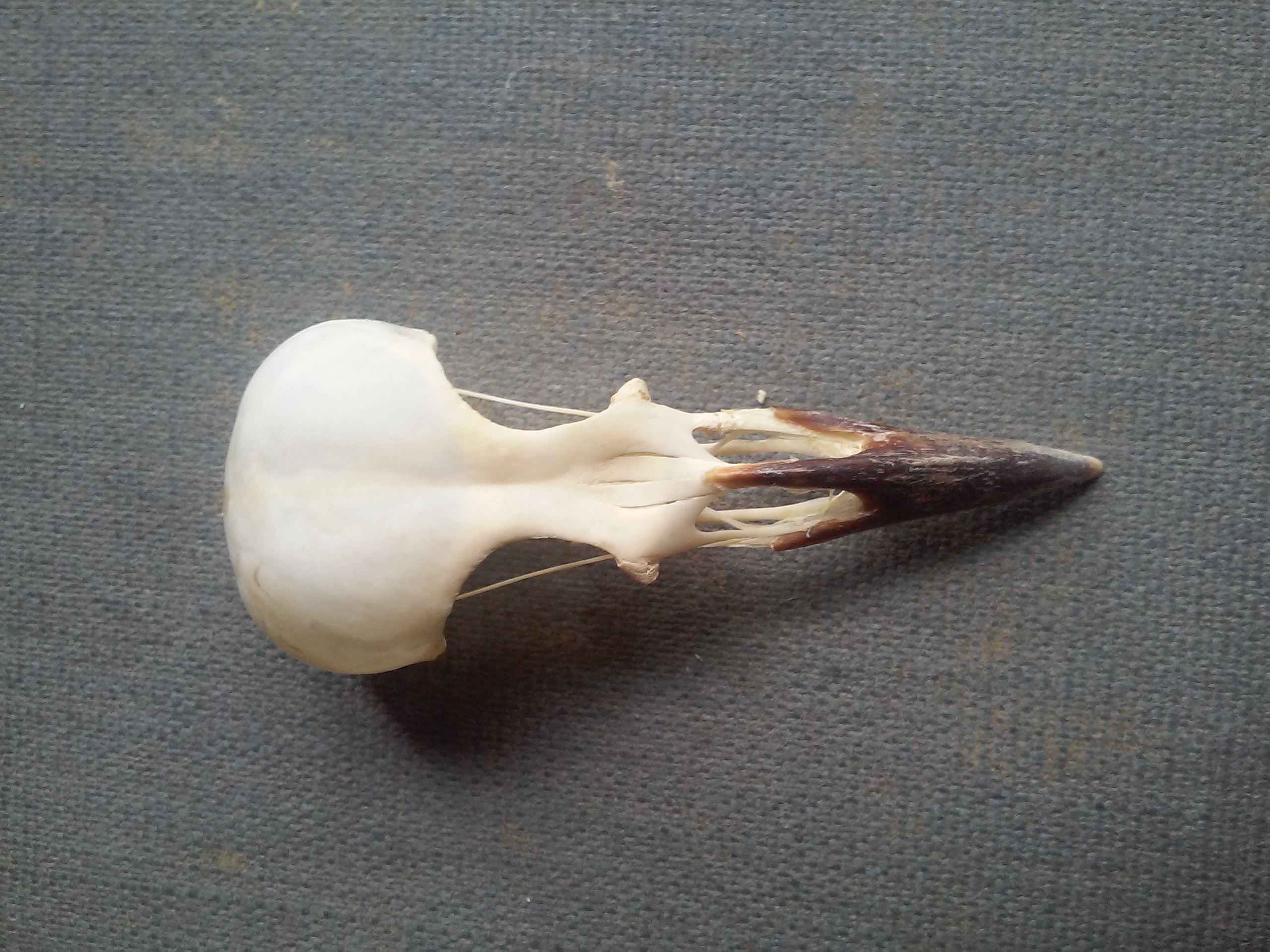 Free Photo Bird Skull Animal Animals Beak Free Download Jooinn Free Photo Bird Skull Animal Animals Beak Free Download Jooinn