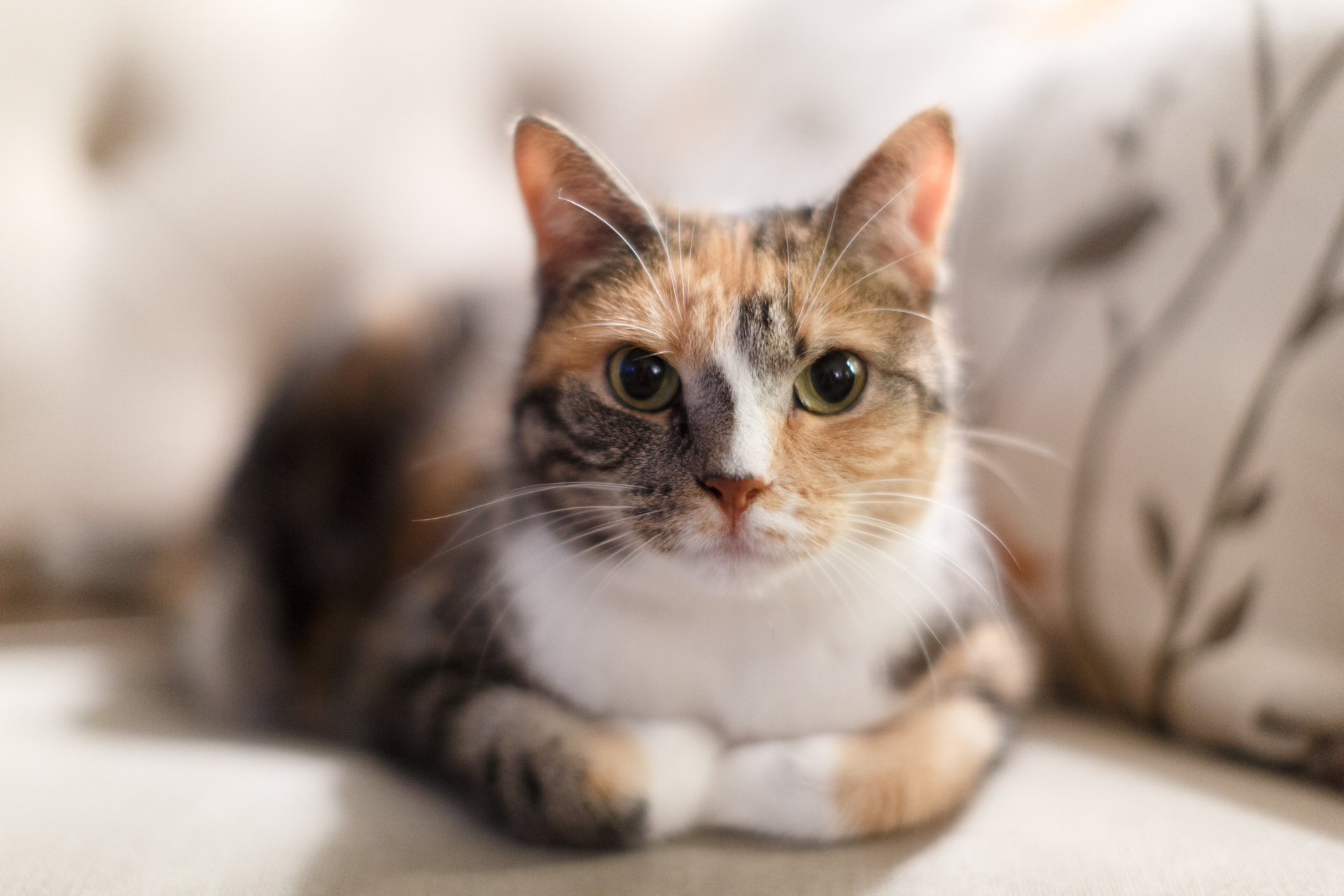 Free Photo Calico Cat Kitten Young Whiskers Free Download Jooinn