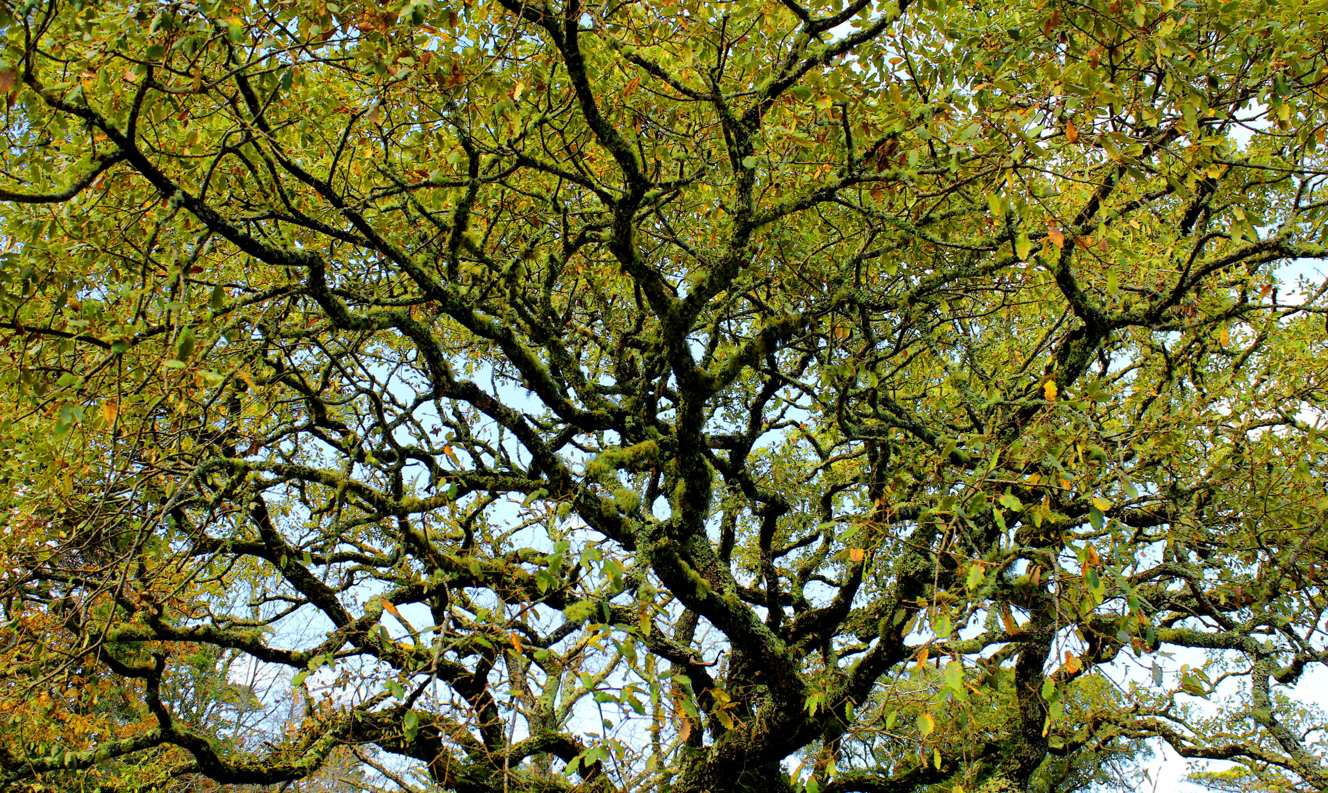 Free Photo Convoluted Tree Branches Autumn Branches Natural Free 