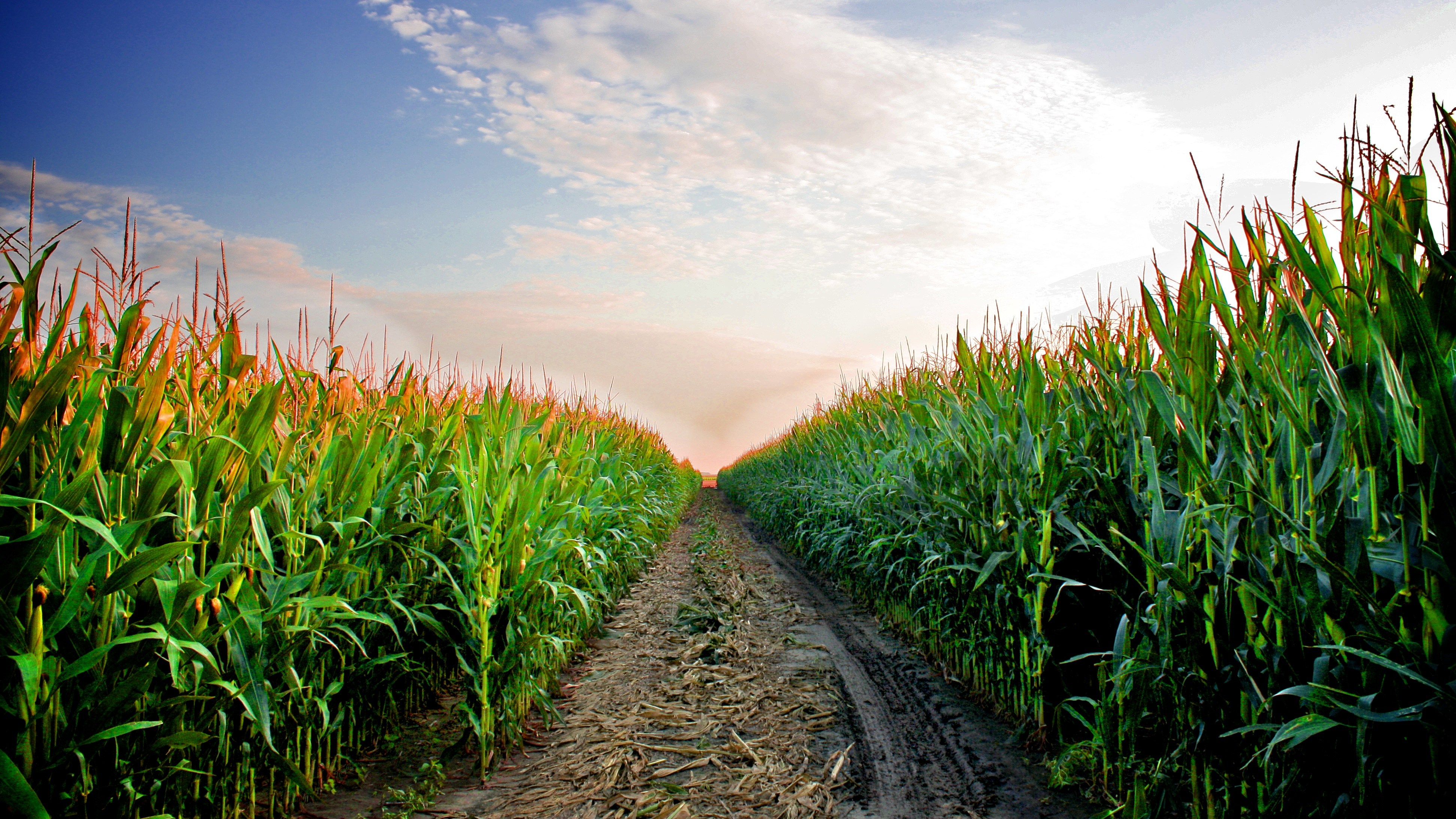 Free Photo Corn Field Corn Crop Drought Free Download Jooinn