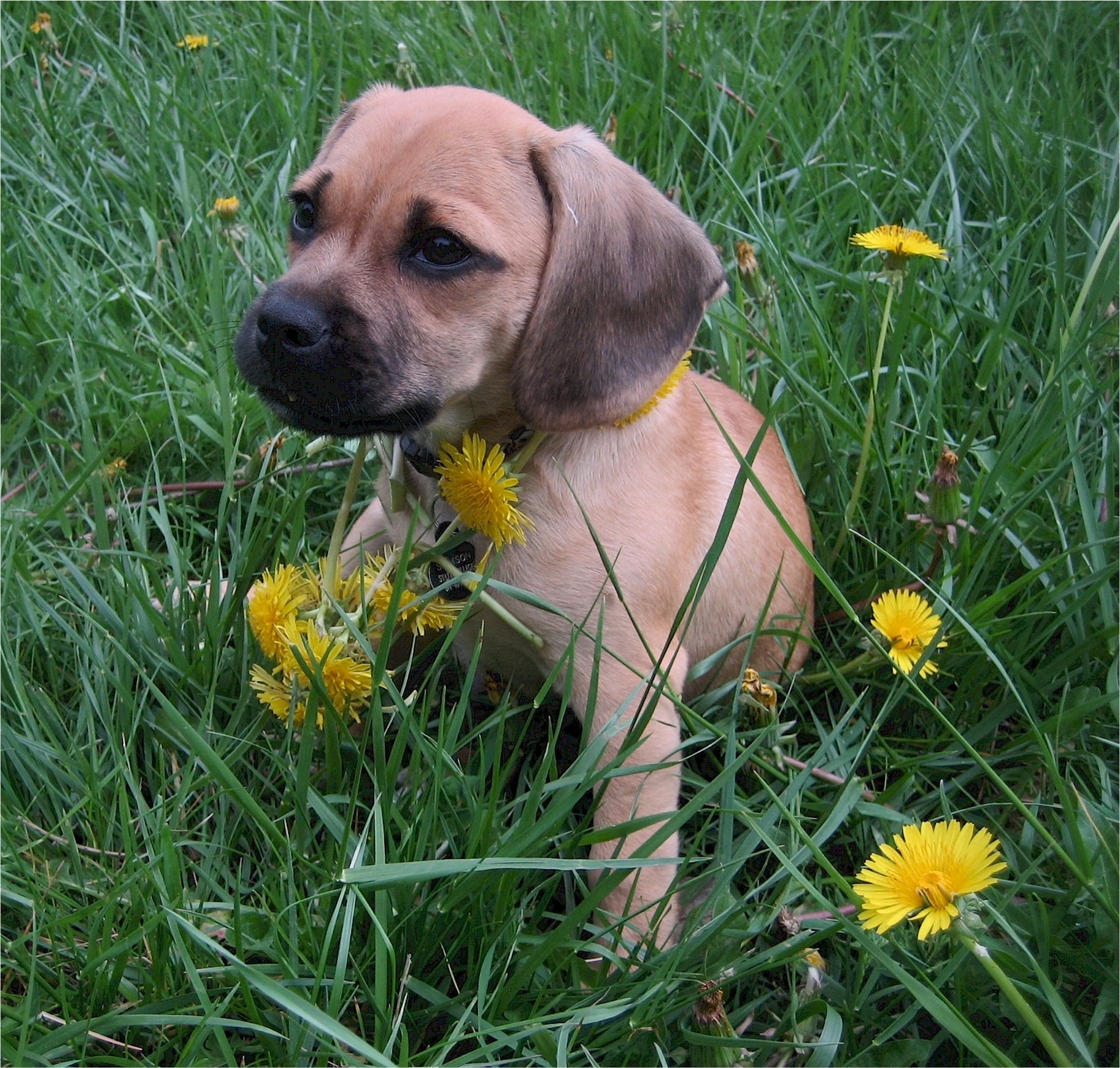 Free Photo Cute Puppy Animal Dog Friend Free Download Jooinn