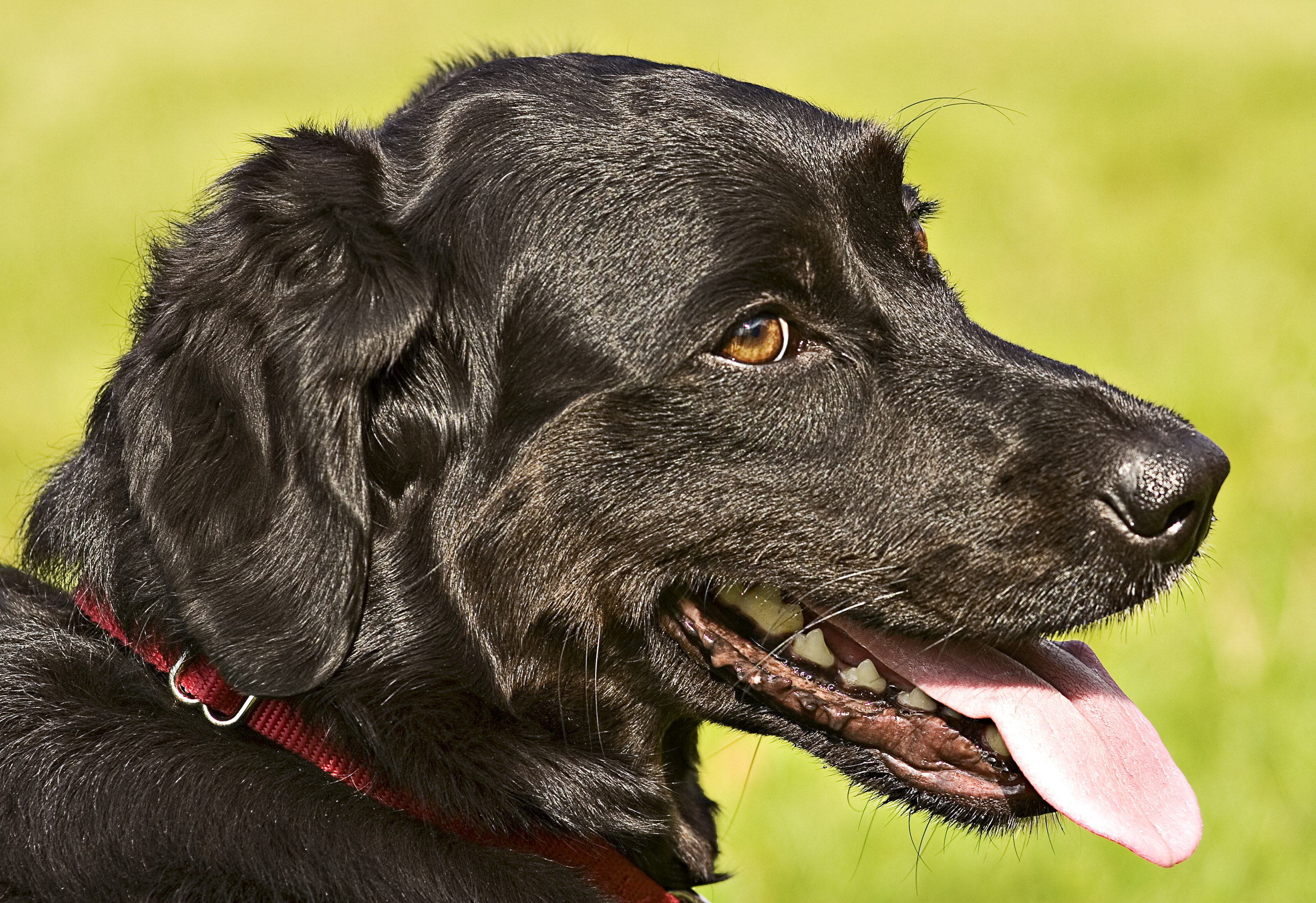 Free Photo Dog Head Animal Dog Head Free Download Jooinn
