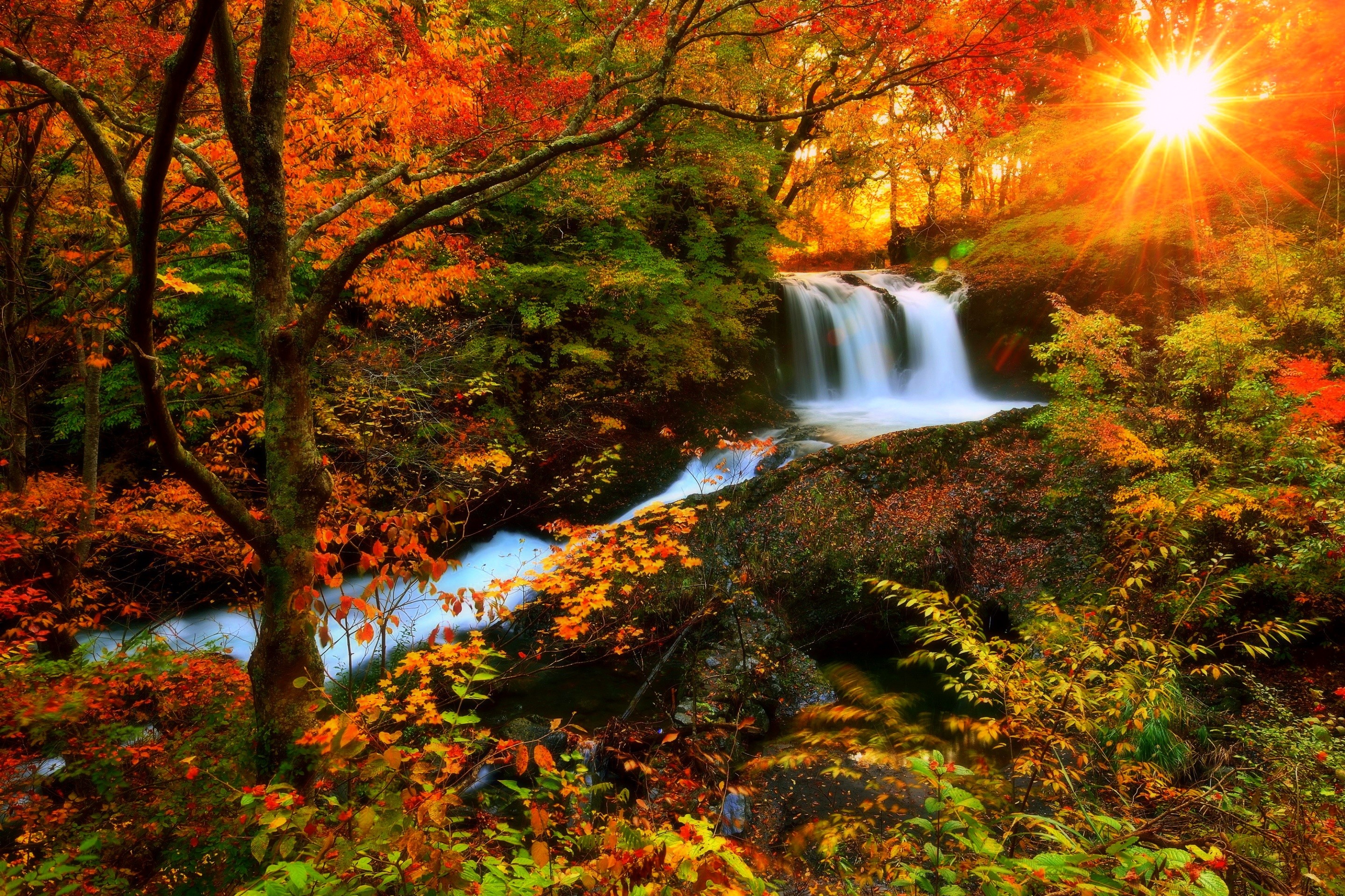 Free Photo Fall Season Autumn Natural Turning Free Download Jooinn Free Photo Fall Season Autumn Natural Turning Free Download Jooinn