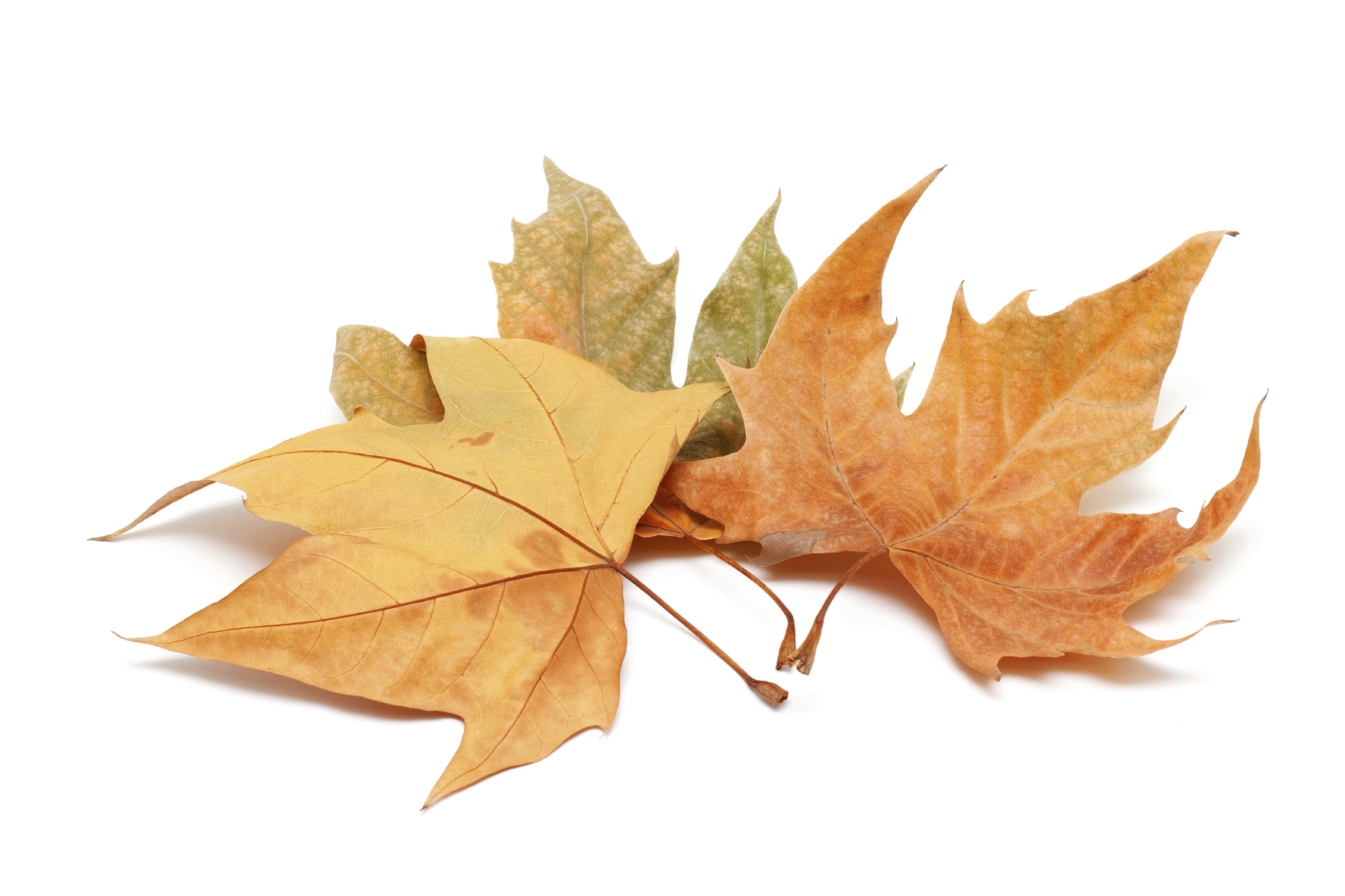 Free Photo Fallen Leaves Fall Fallen Frost Free Download Jooinn Free Photo Fallen Leaves Fall Fallen Frost Free Download Jooinn