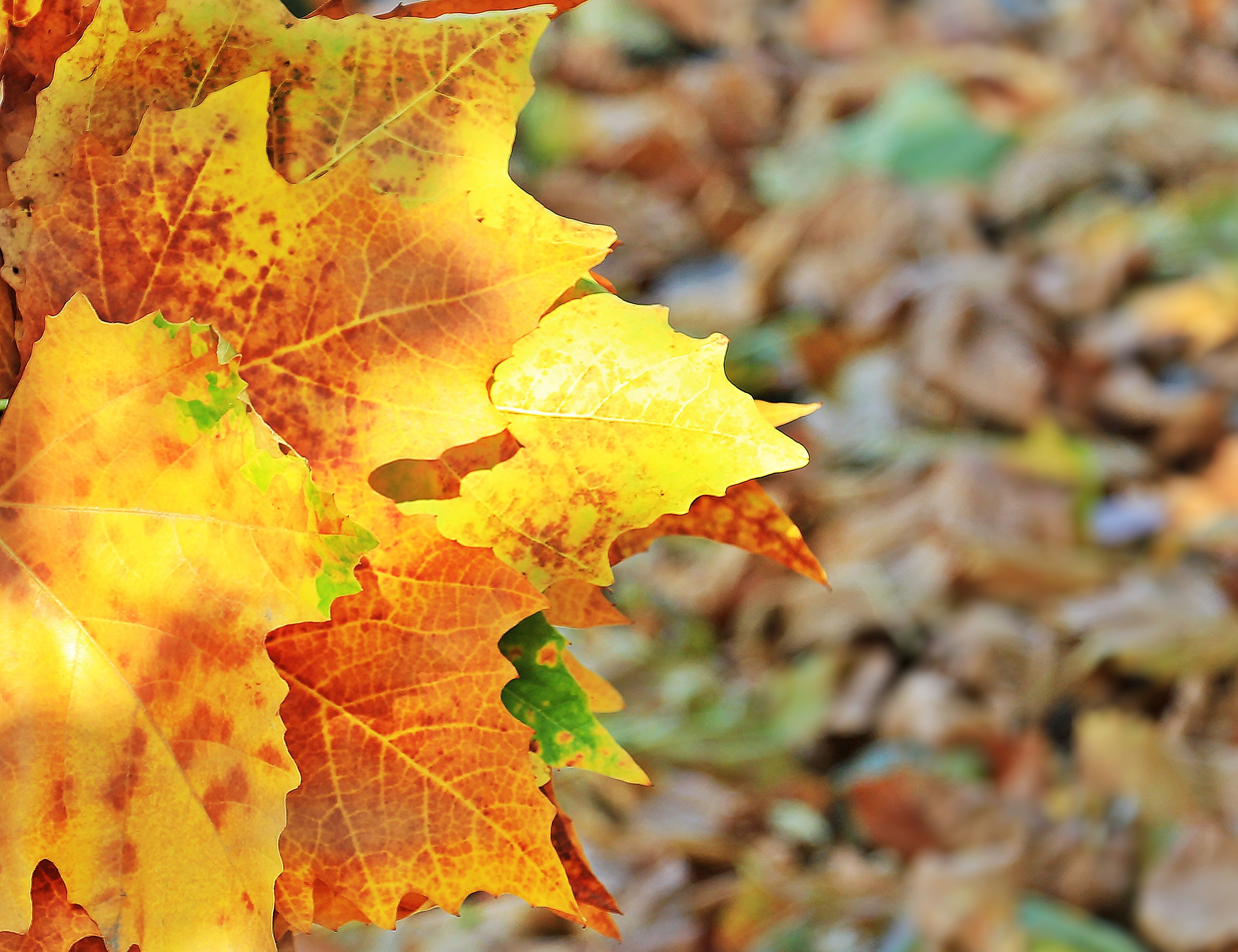 Free Photo Fallen Leaves Autumn Dry Fallen Free Download Jooinn Free Photo Fallen Leaves Autumn Dry Fallen Free Download Jooinn
