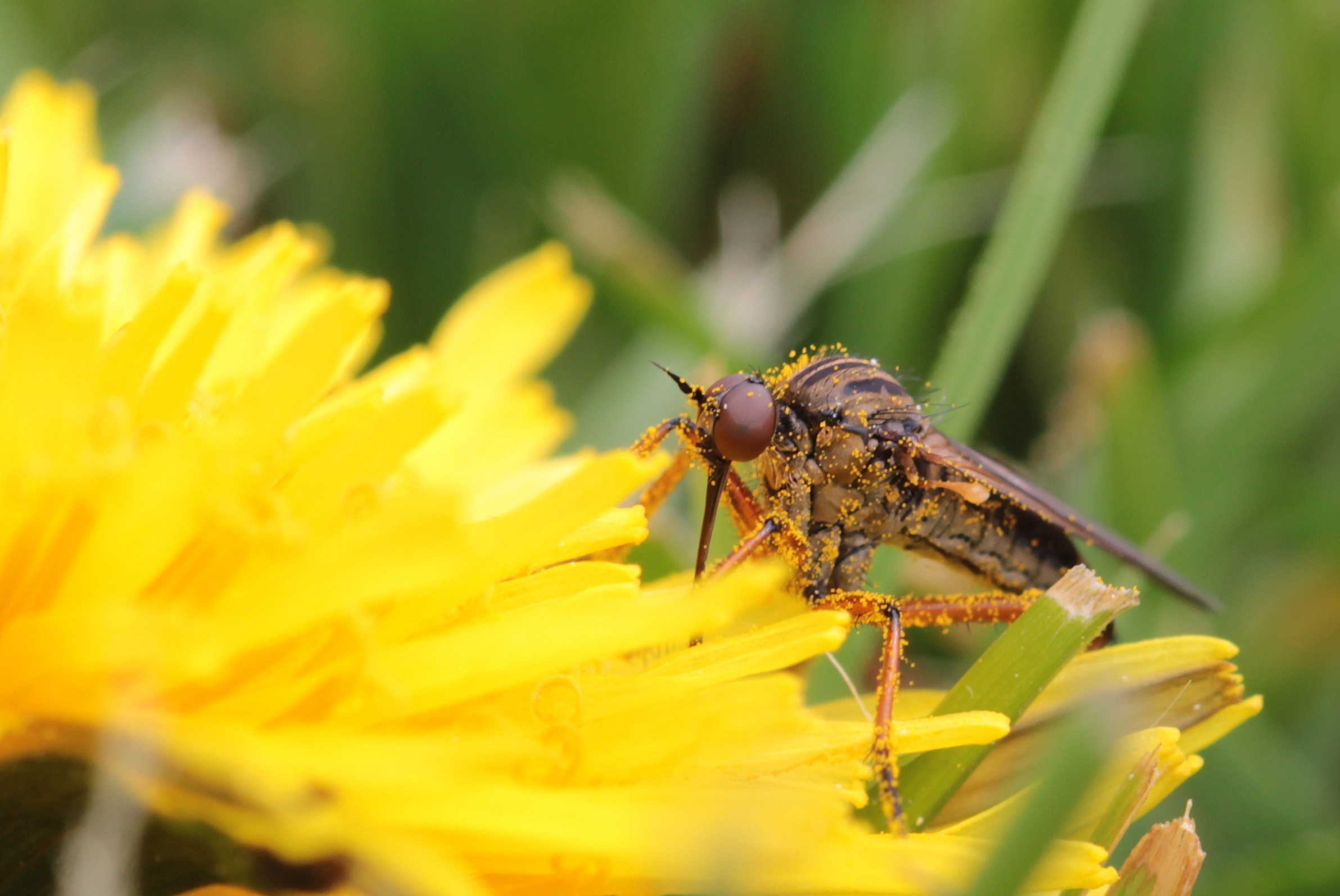 Free Photo Fly On The Flower Animal Blooming Flower Free