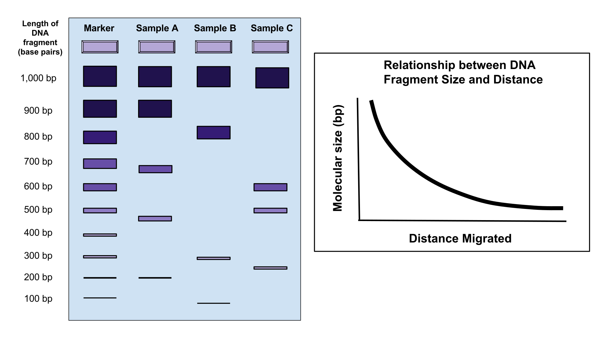 Free Photo Gel Electrophoresis Acids Genetic Sequencing Free Free Photo Gel Electrophoresis Acids Genetic Sequencing Free
