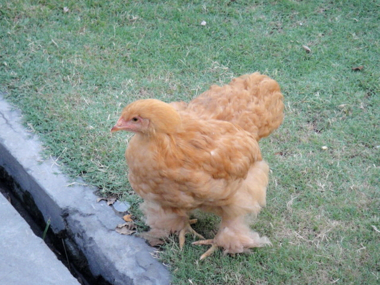 Free Photo Golden Puff Bird Puff Poultry Free Download Jooinn Free Photo Golden Puff Bird Puff Poultry Free Download Jooinn