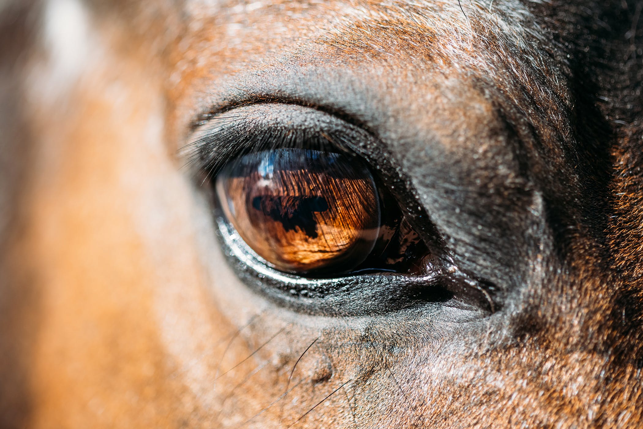 Free Photo Horse Eye Closeup Eye Horse Free Download Jooinn