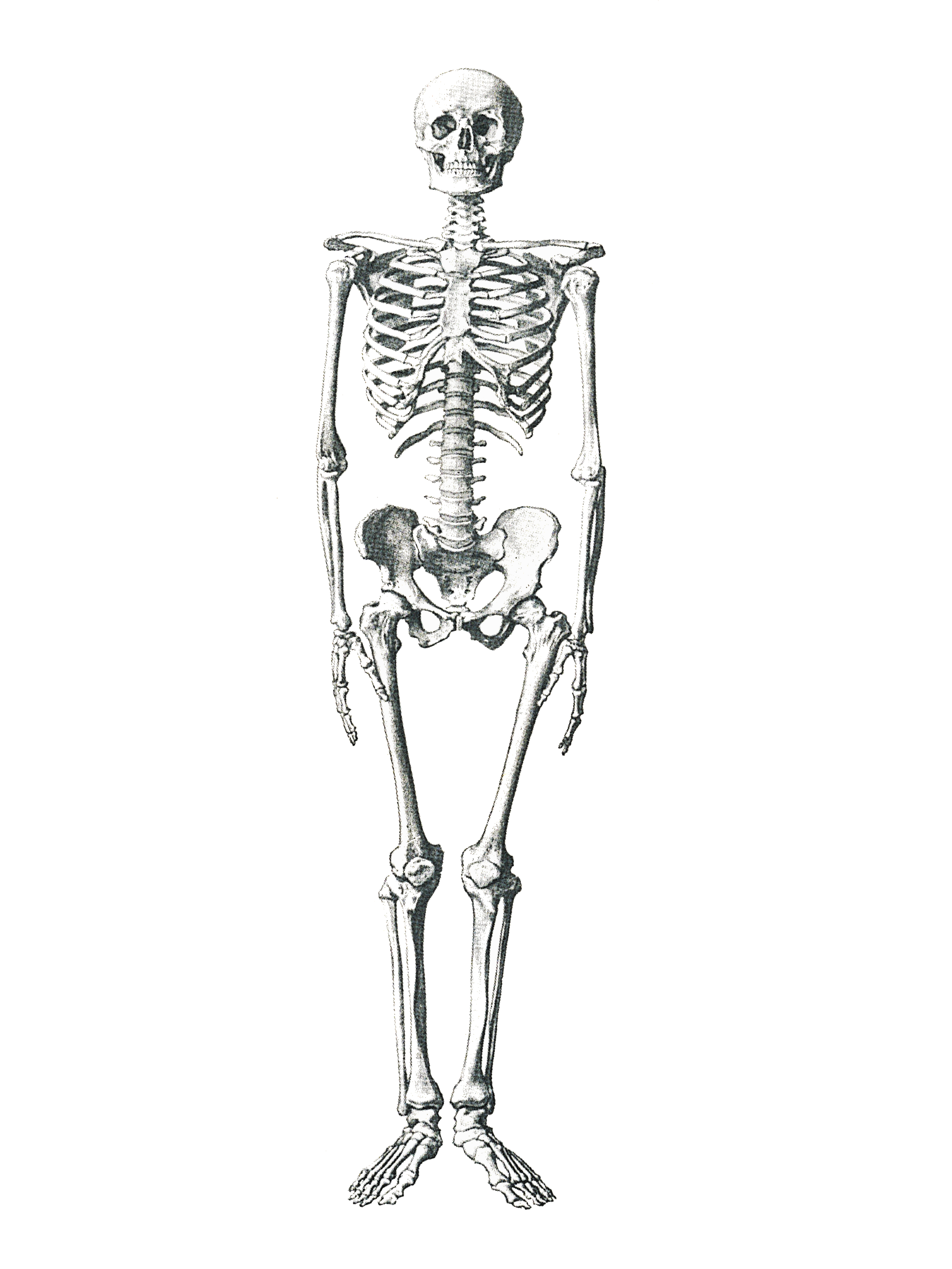 Free Photo Human Skeleton Bones Graphics Human Free Download Free Photo Human Skeleton Bones Graphics Human Free Download