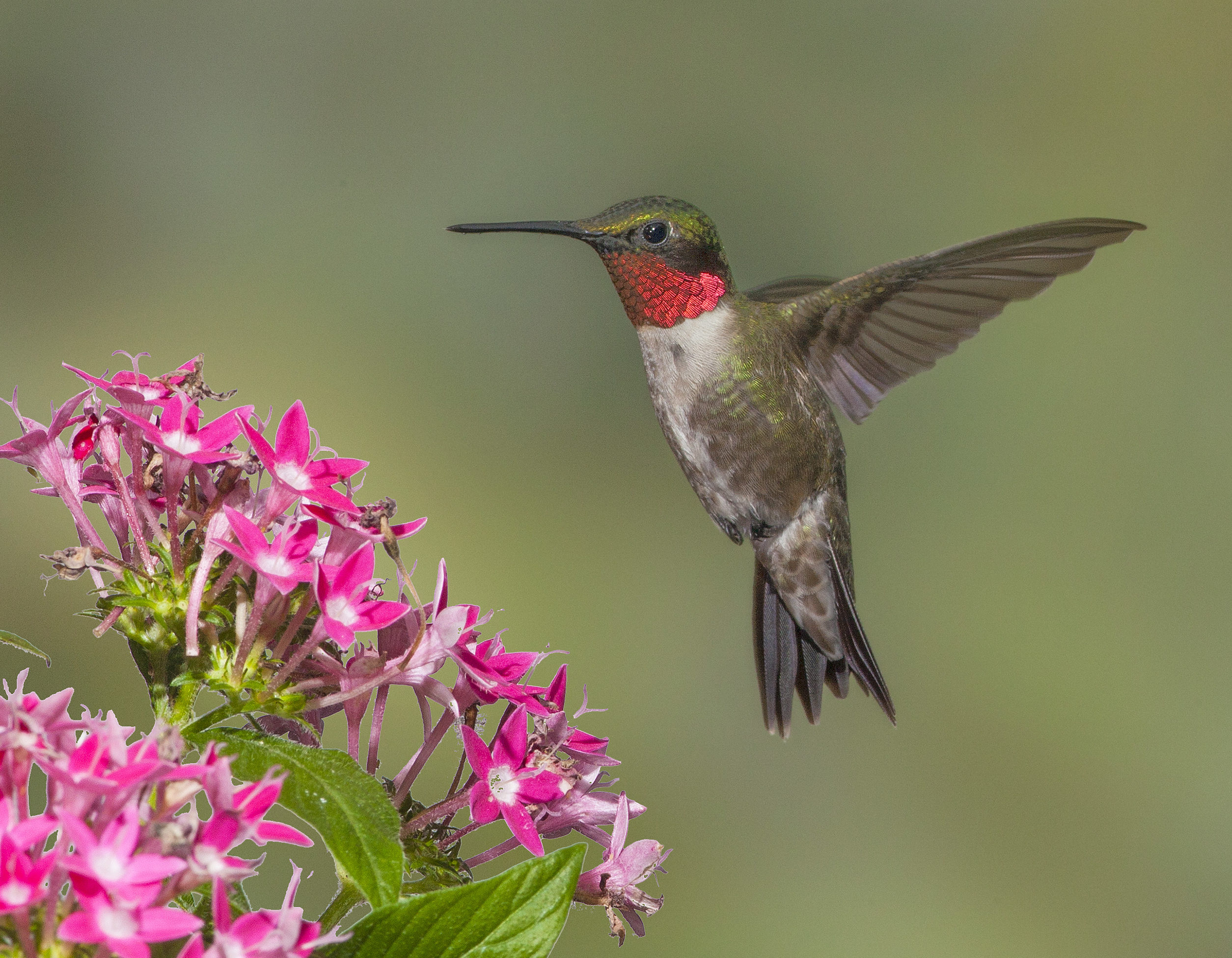 Free Photo Hummingbird Bird Birding Feeder Free Download Jooinn