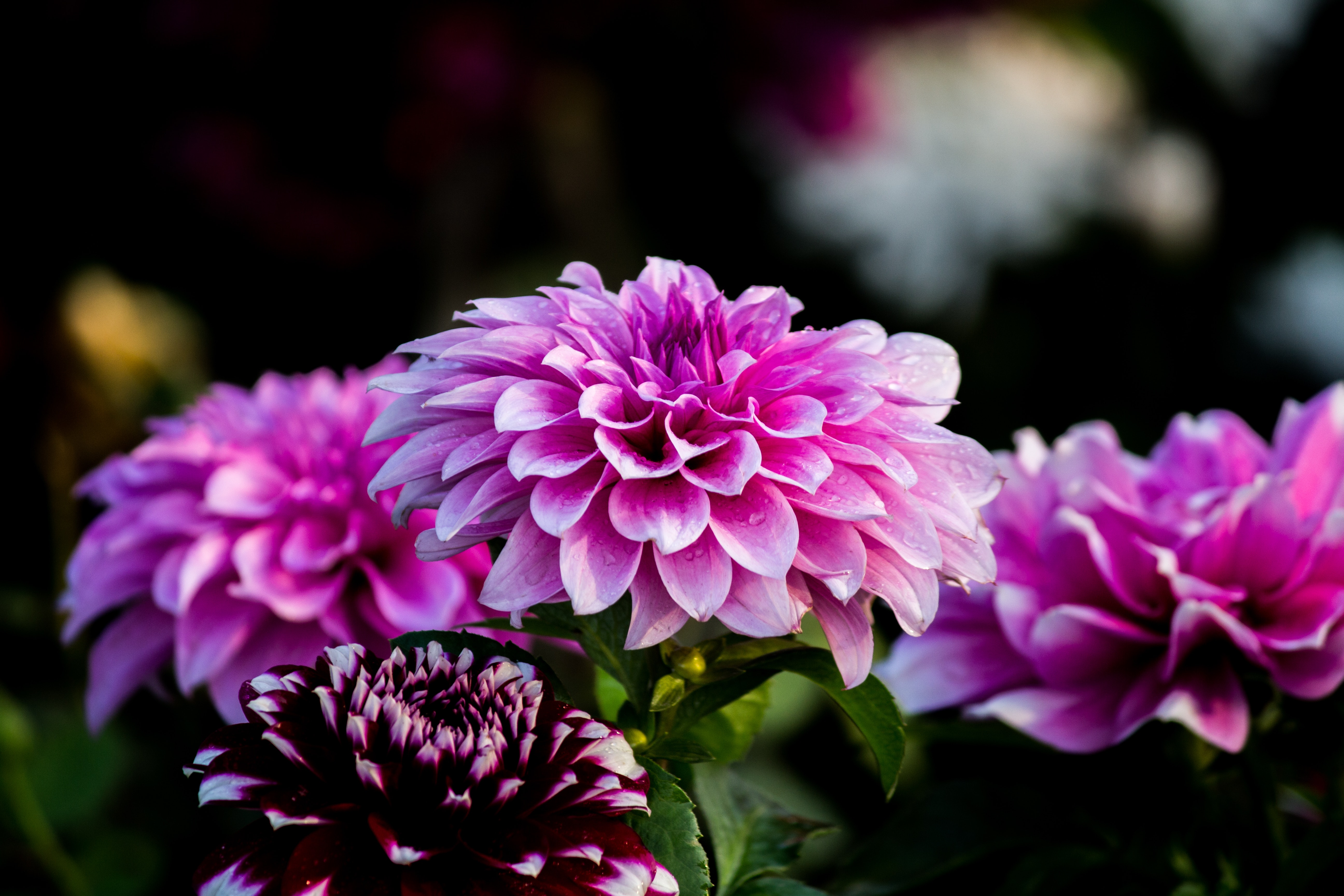 Free Photo Purple Flower Wallpaper Beautiful Beautiful Flowers Free Photo Purple Flower Wallpaper Beautiful Beautiful Flowers