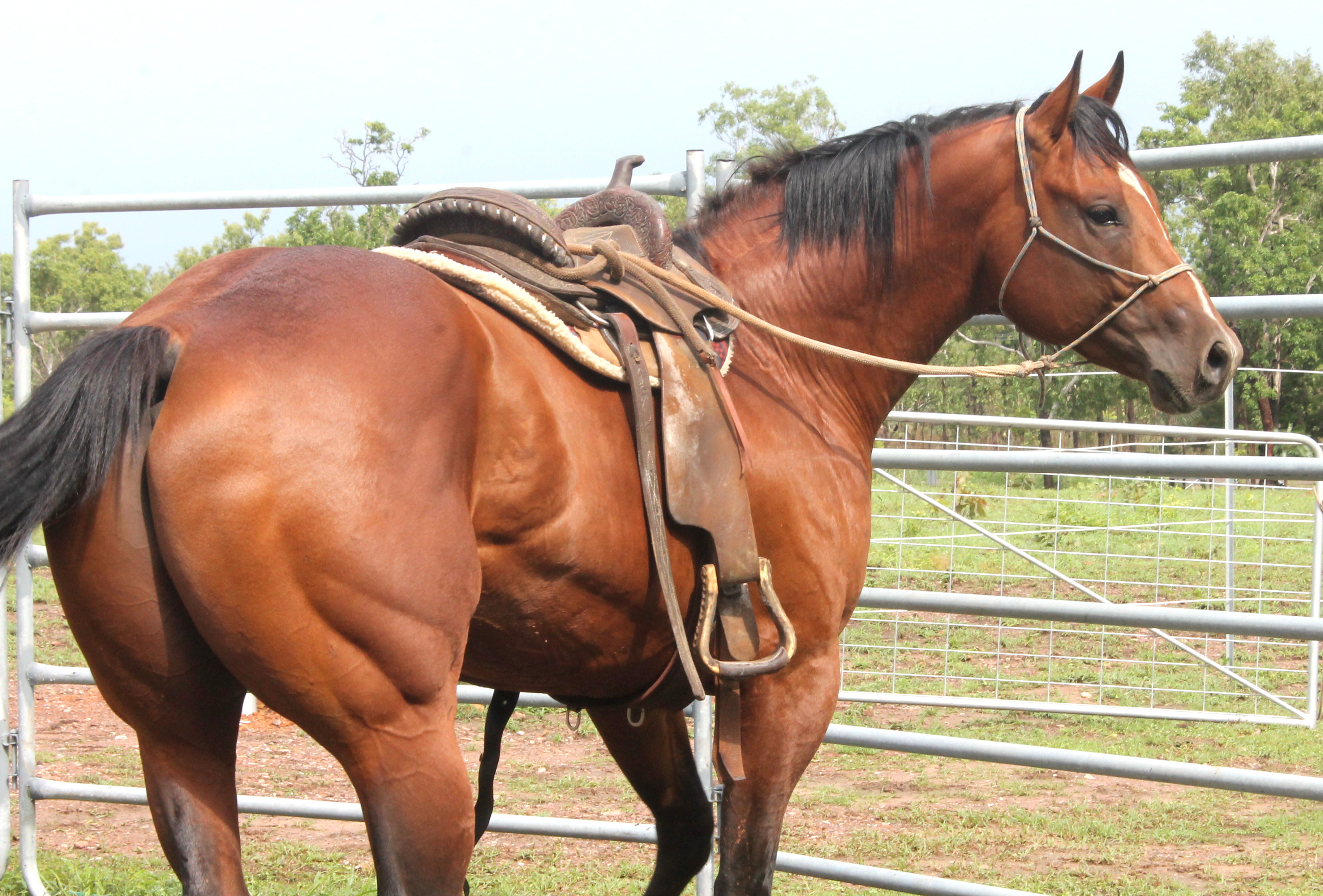 Free Photo Quarter Horse Animal Horse Nature Free Download Jooinn