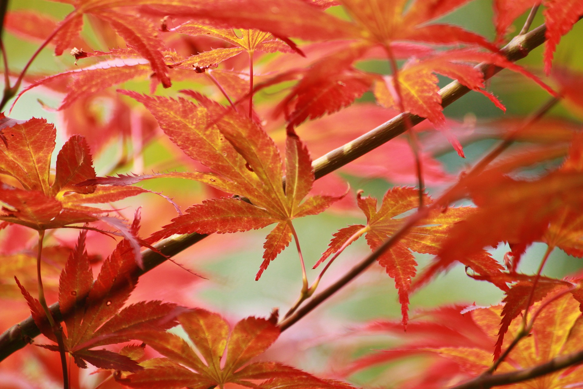 Free Photo Red Leaves Autumn Fall Leaf Free Download Jooinn