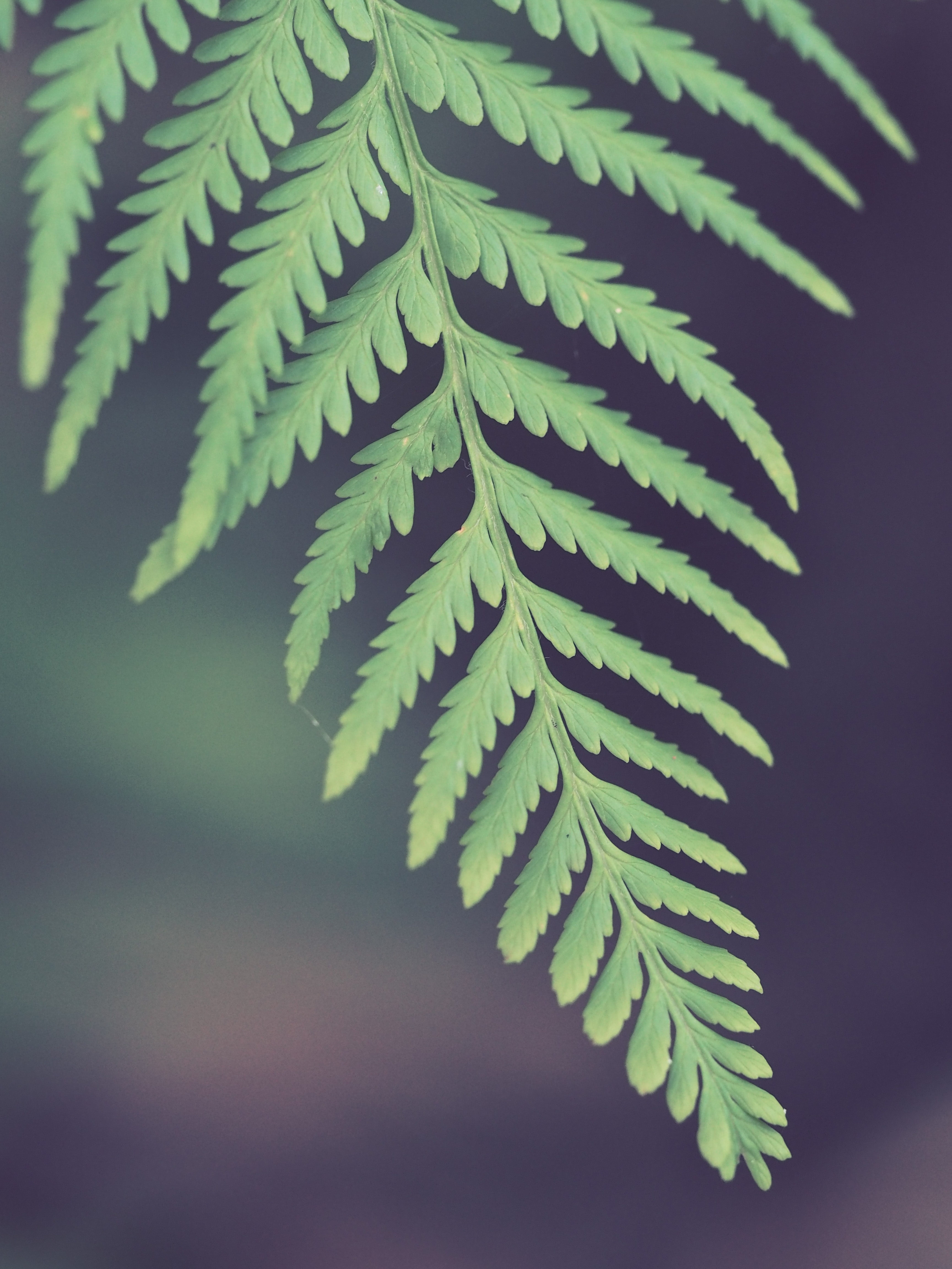 Free Photo Selective Photo Of Green Leaf Fern Green Tree Outdoors Free Photo Selective Photo Of Green Leaf Fern Green Tree Outdoors