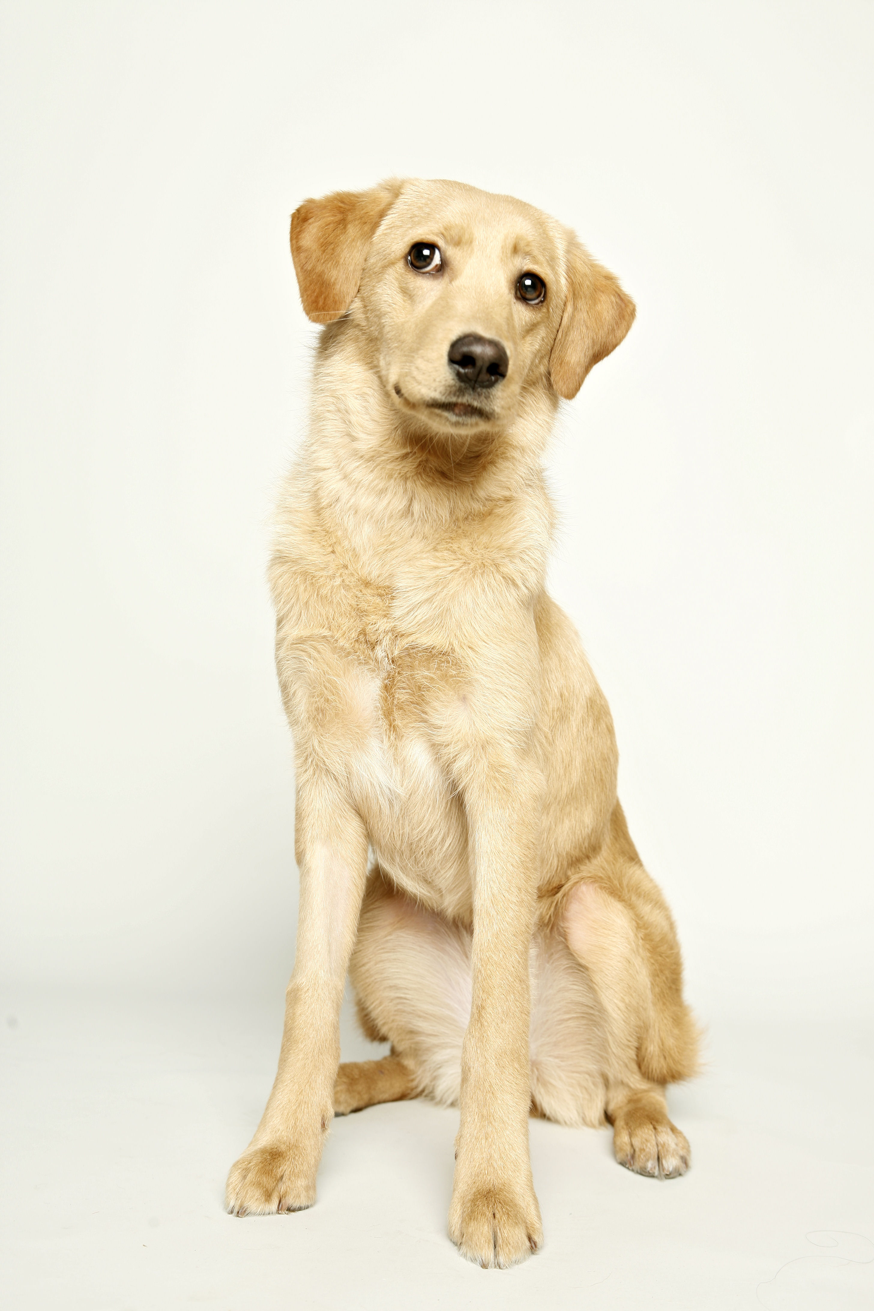 Free Photo Sitting Dog Animal Dog Fur Free Download Jooinn Free Photo Sitting Dog Animal Dog Fur Free Download Jooinn