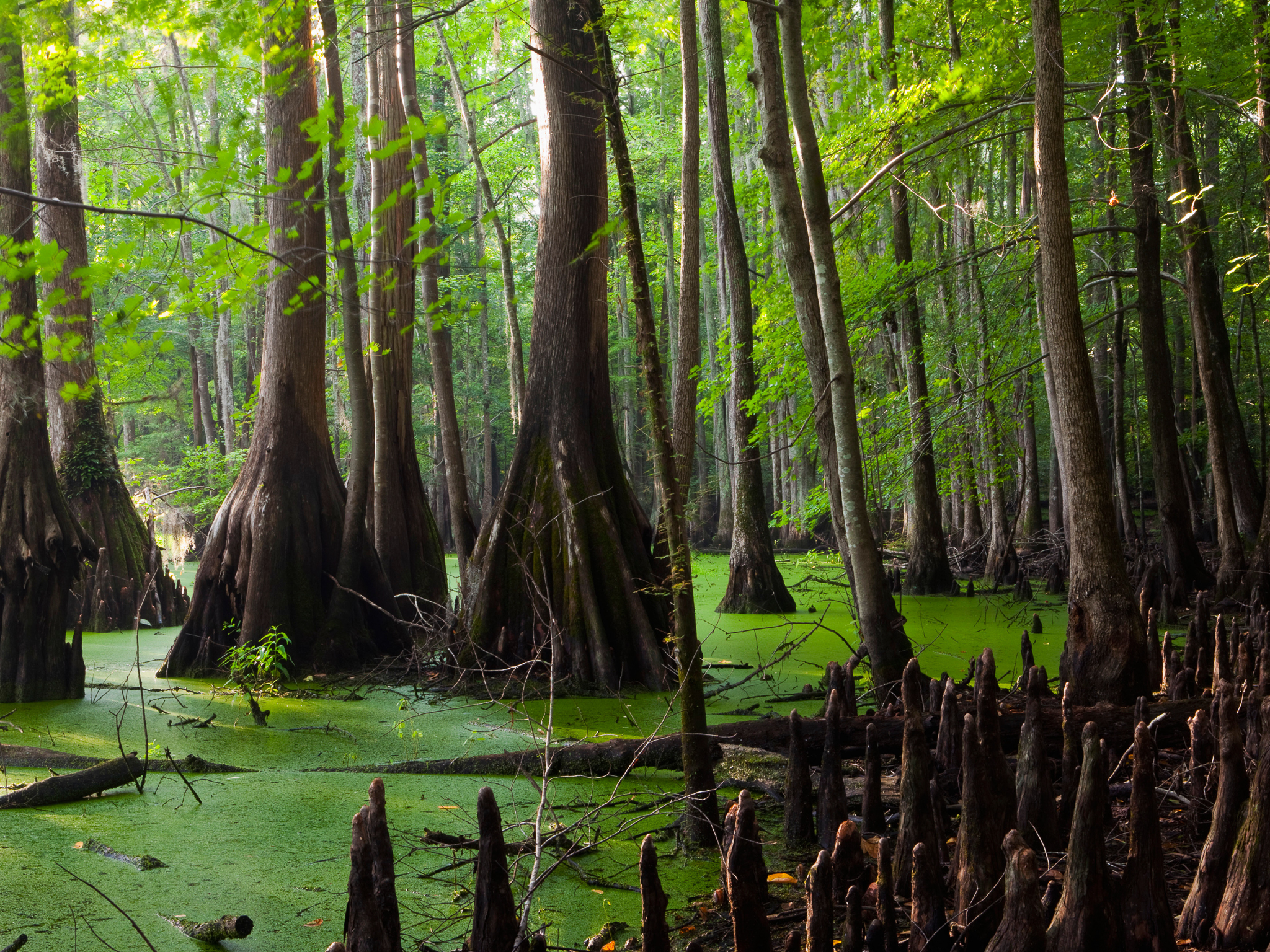 Free Photo Swamp Bunch Flow Forest Free Download Jooinn