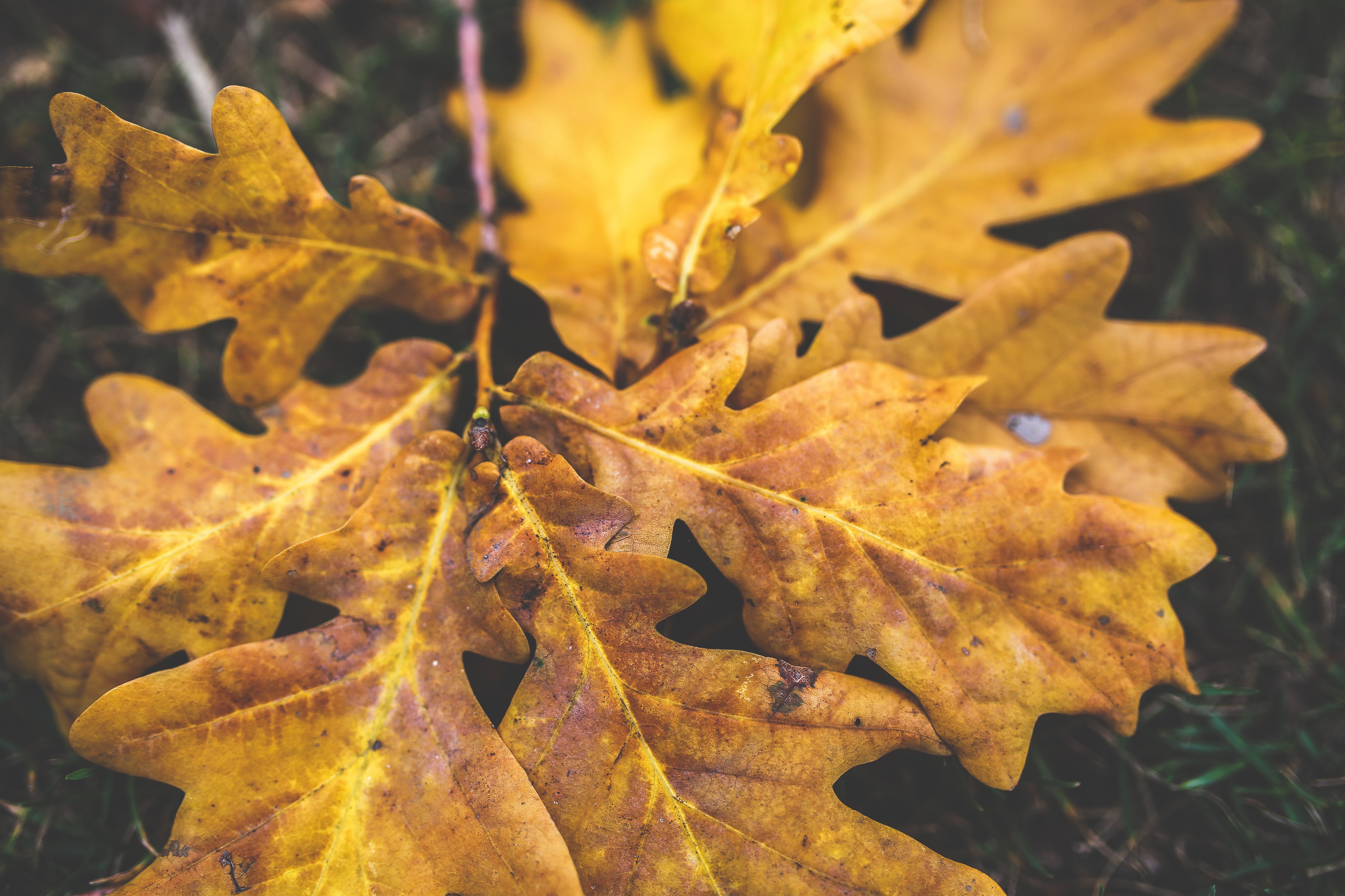 Free Photo Yellow Oak Leaves Autumn Maple Wood Free Download Free Photo Yellow Oak Leaves Autumn Maple Wood Free Download